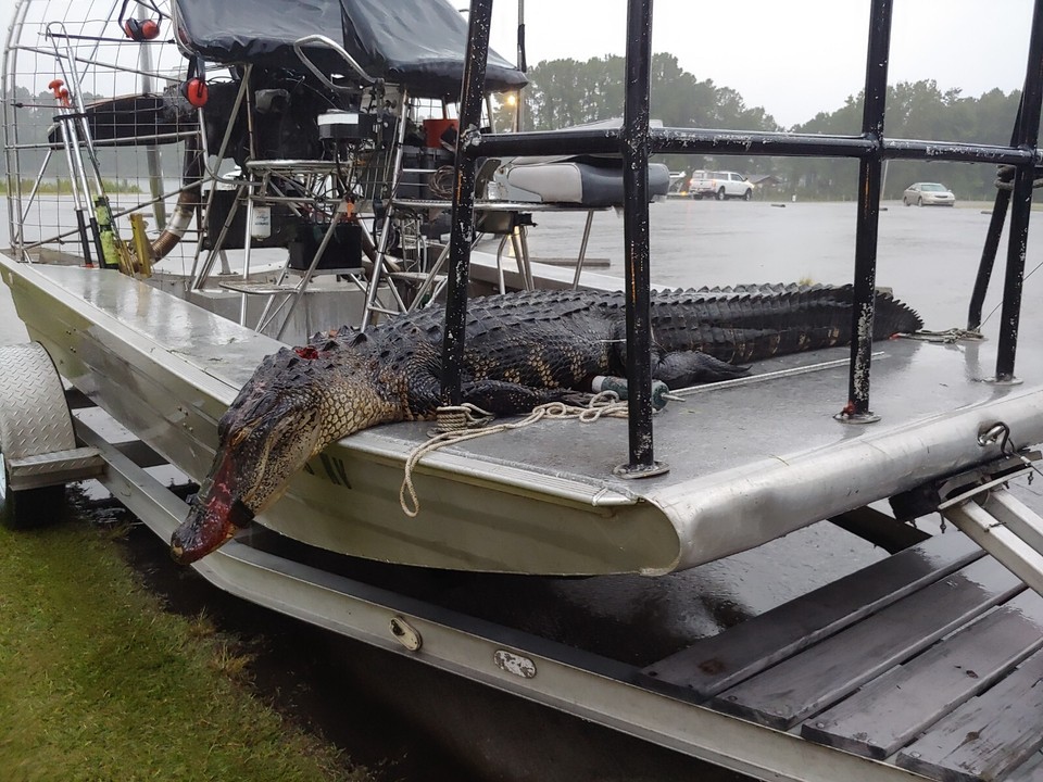 Wild Alligator Bi fold Slim Wallet croc swamp leather hide Credit ...