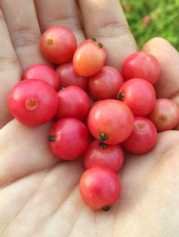 Muntingia Calabura Cherry/Strawberry Tree Red Jamaican Live Plant 3 ...