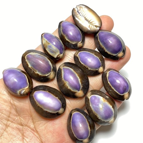 42g Natural Queen Purple shell Conch Shell Natural Seashell Decor T125 ...