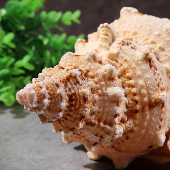 Natural Tutufa Rubeta Conch Shells Coral Sea Snail Fish Tank Home ...