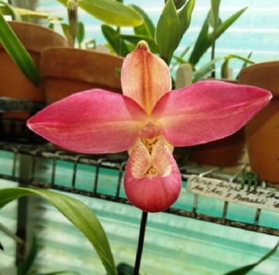 Phragmipedium Acker's Rose | eBay
