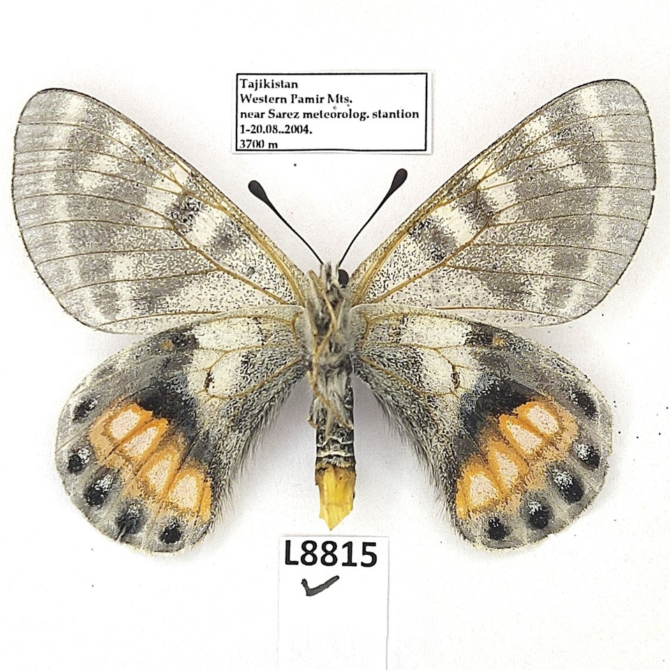Parnassius autocrator, female, B, Tajikistan | eBay