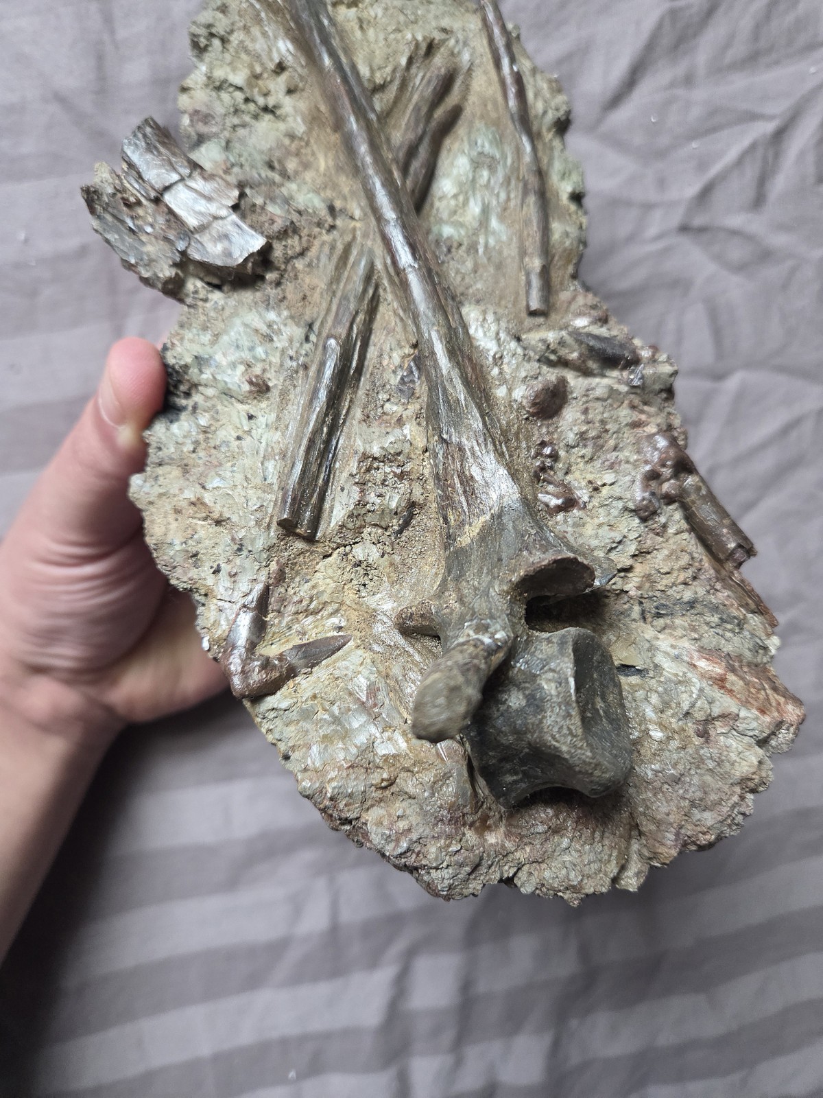 Rare Museum Display Dimetrodon Sail Spine Vertebra Bone Fossils Display ...