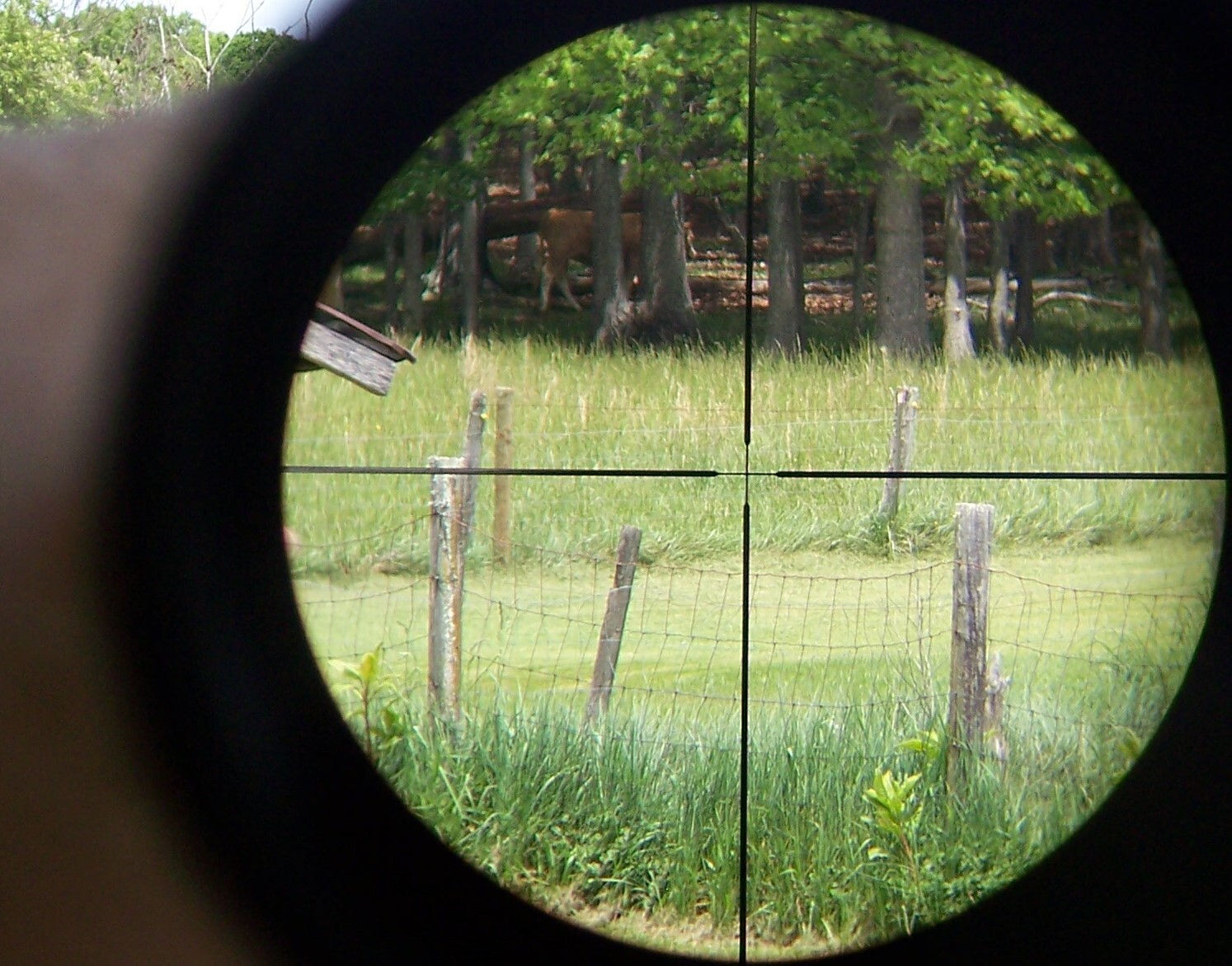 Nikon 5.5-16.5x44mm Titanium Rifle Scope ~Silver~ Nice W/Rings | eBay