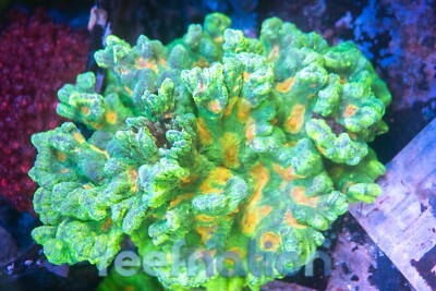 Space invader Pectinia Coral Frag SPS Zoa LPS Paly Polyps | eBay