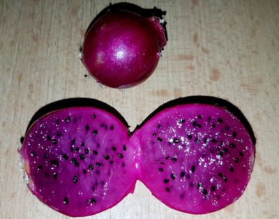 PITAHAYA Mini rote DRACHENFRUCHT Kaktus,Hylocereus monacanthus ...