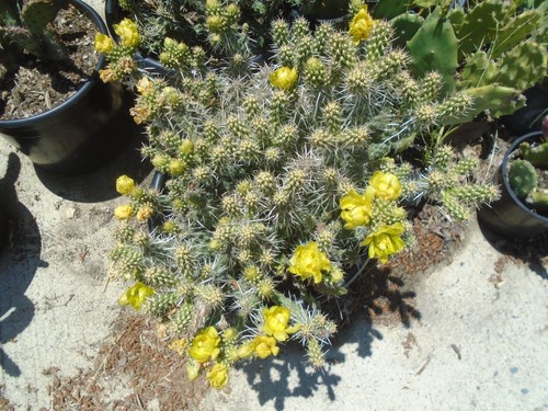 Opuntia "Whipplei" 2 Unrooted Segments, (Dwarf Silver Sheen Cholla ...