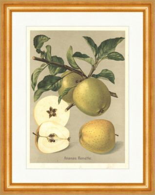 Ananas Renette Apfel Tafelapfel Pomologie Apfelsorten Faks_Obstsorten ...