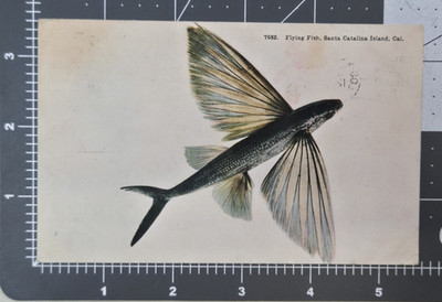 Vintage Color Postcard Flying Fish Santa Catalina Island California | eBay