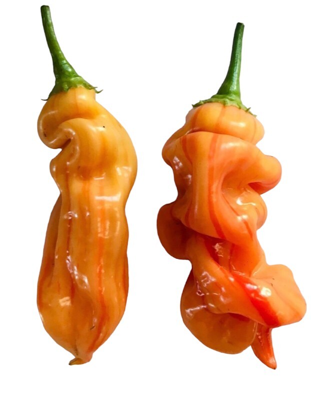 Sugar Rush STRIPEY Pepper 25-Seeds 25,000-50,000 Scoville Striped ...