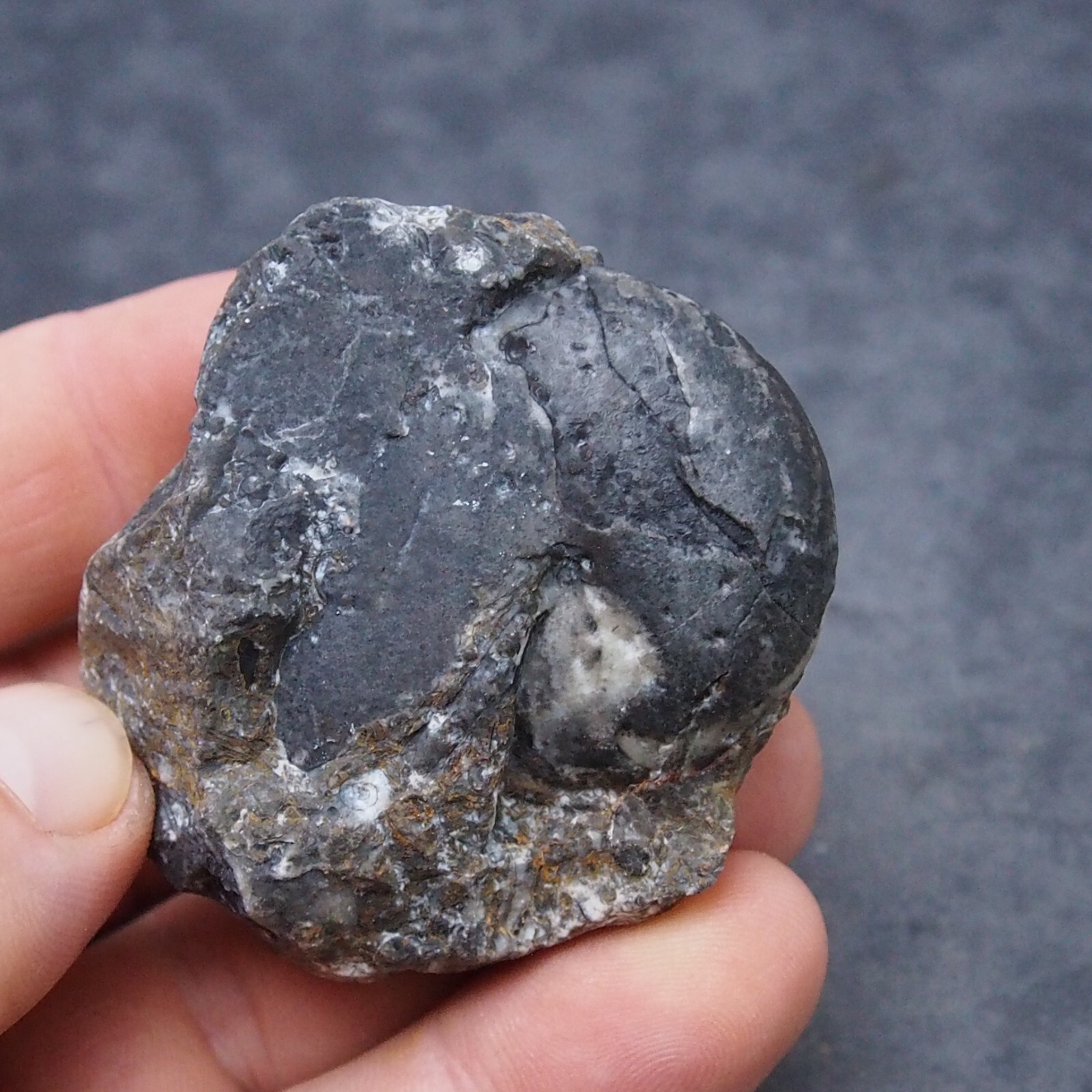 97Gr Goniatite Devonian Mineral Fossil Ammonite | eBay