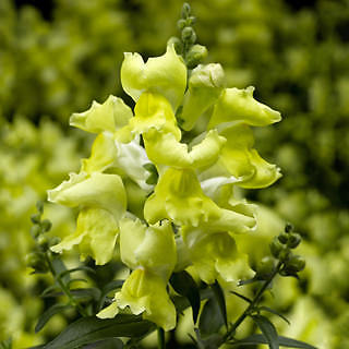 Snapdragon Snaptini Yellow 500 seeds | eBay