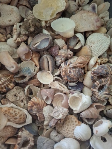 2 lbs. Small-Medium Seashells-Sea Shells Best Price From Hawaii! | eBay