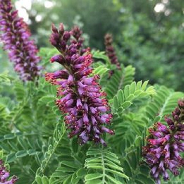 1 live False indigo tree | eBay