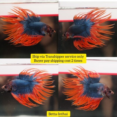 Live Betta Fish Male CT Mascot Blue Orange Crown Tail Beautiful Tropical Fish TH | eBay