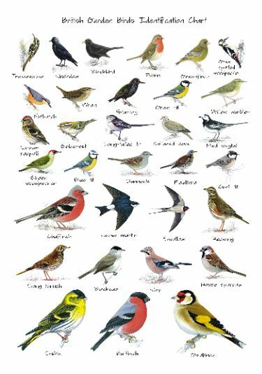 Bird Identification Chart Europe's Birds | Princeton University Press