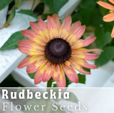 Pink Lemon Rudbeckia Seeds 125+ Seeds Annual Flower Seeds Garden | eBay