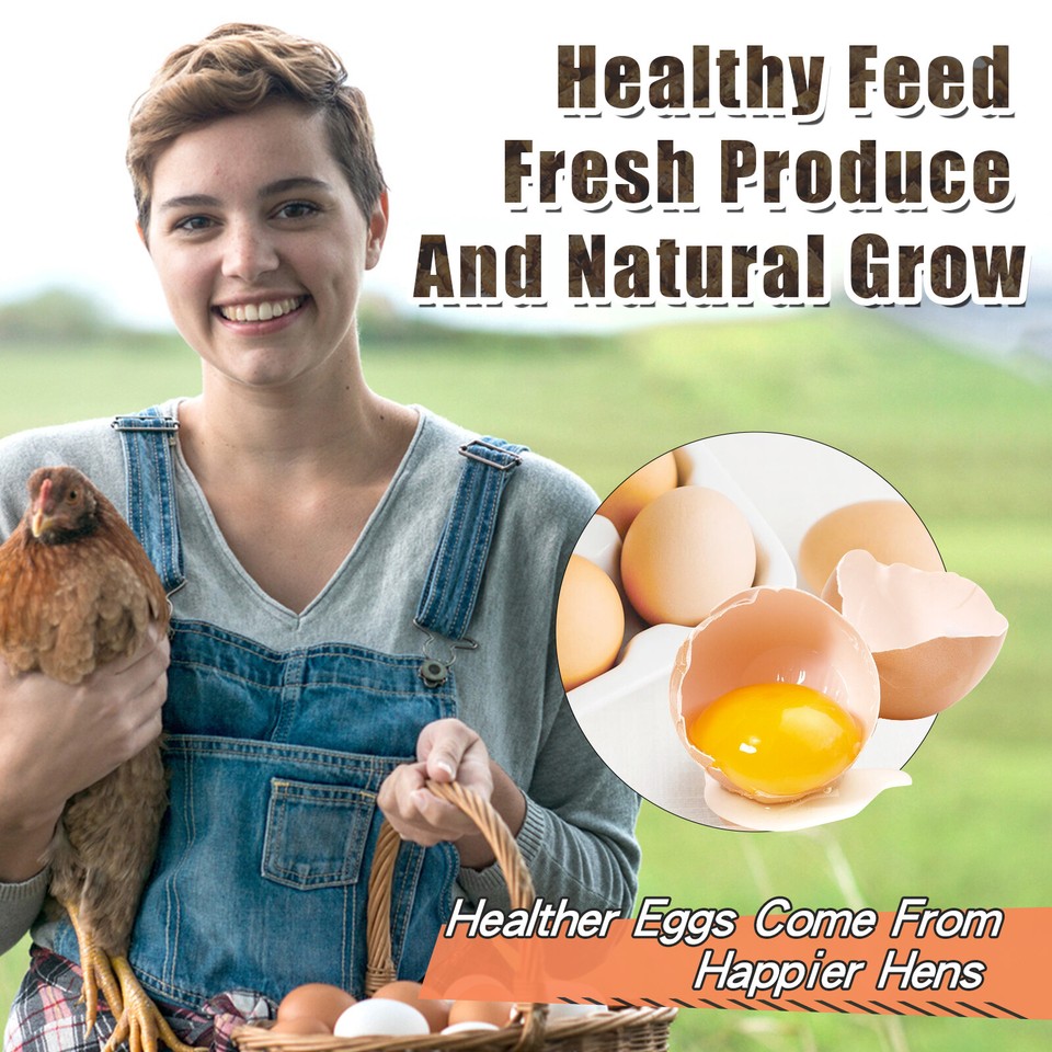 Dried Black Soldier Fly Larvae Chickens Feed Birds Treats Natural Food ...