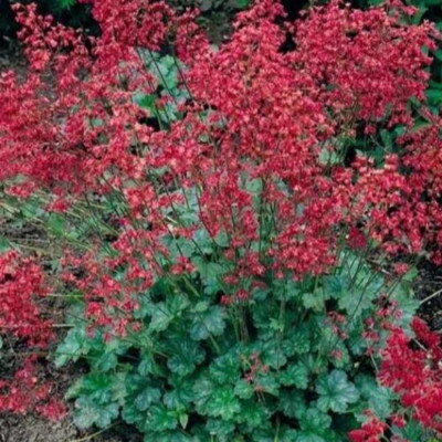 Heuchera Sanguineum, 'Bressingham Hybrids' 35+ seeds | eBay