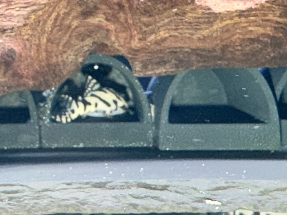 L236sw Juvenile Rb Line Trio | eBay