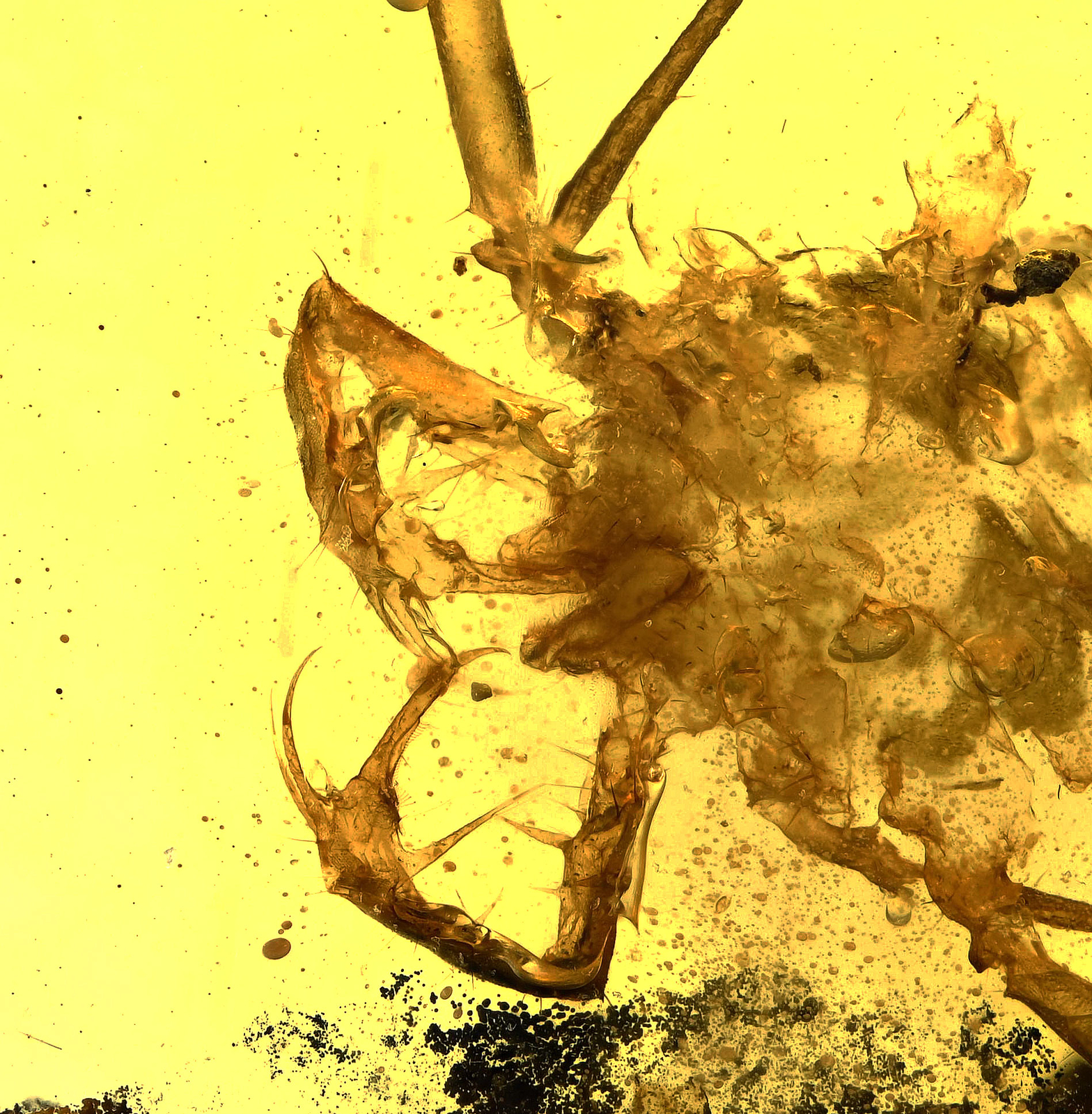 Rare Amblypygi (Whip Spider), Fossil inclusion in Burmese Amber | eBay
