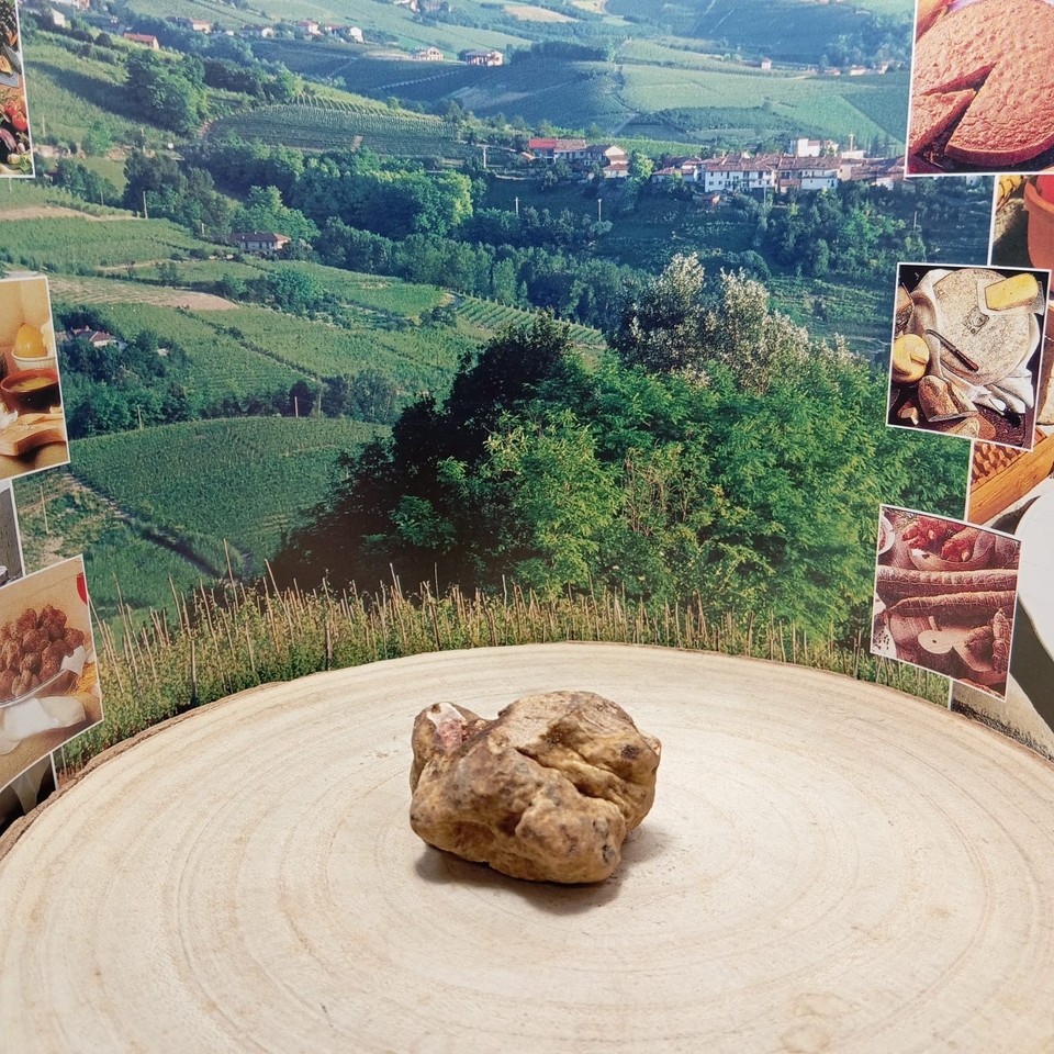 Tartufo Bianco d'Alba Fresco Tuber Magnatum Pico 30 gr Tondello | eBay