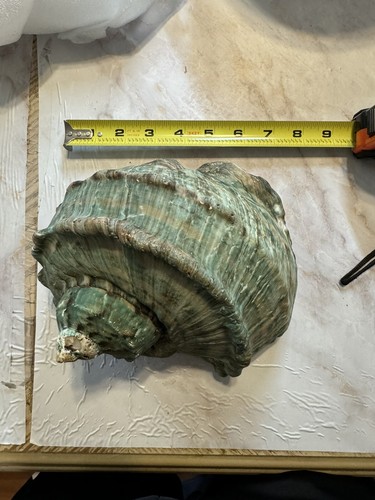 Large Green Turbo Marmoratus Turban Sea Shell Mother of Pearl 9 In | eBay