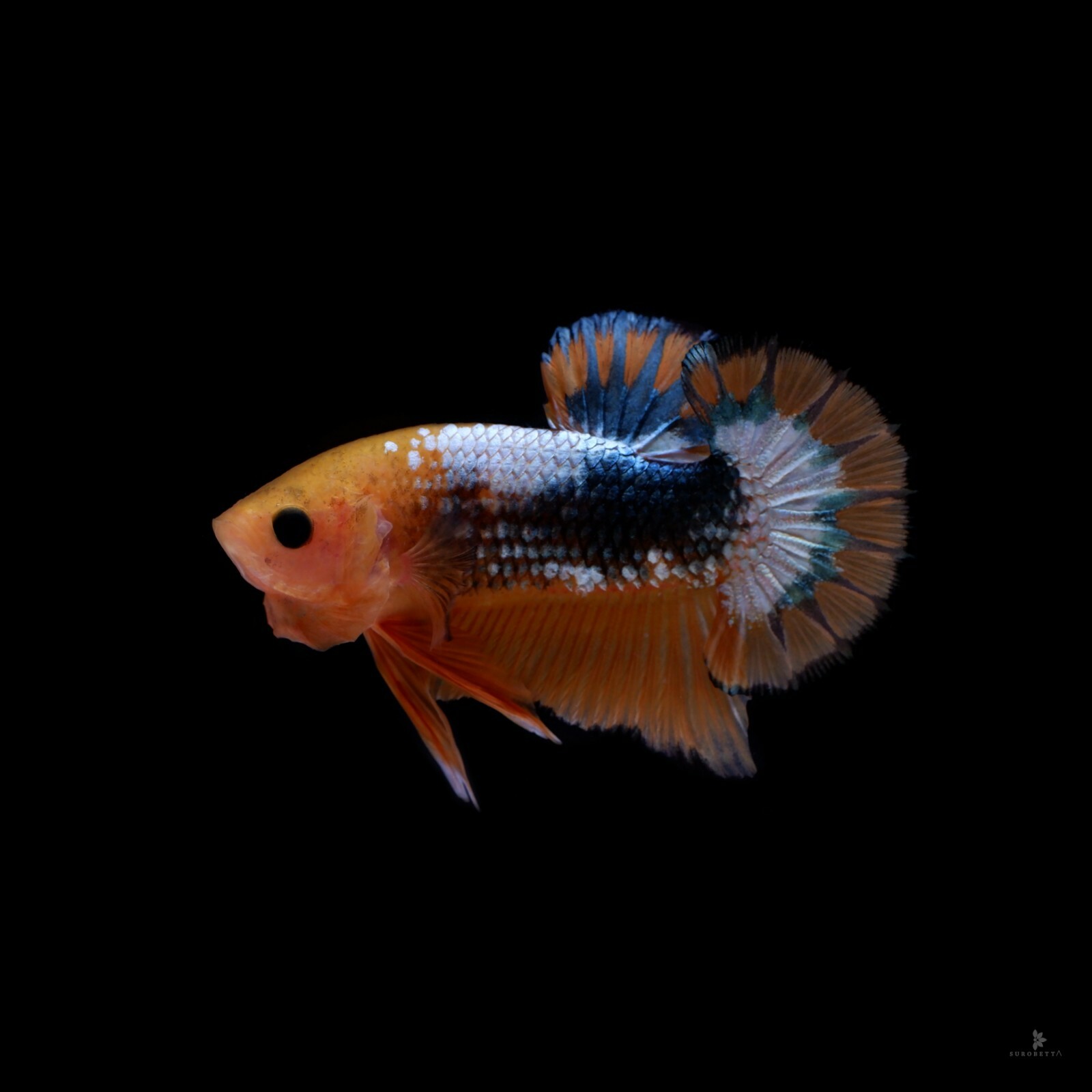 Betta Fish Plakat Yellow Fancy Cooper SB173 | eBay