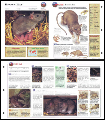 Fold-Out Sheet - Brown Rat - 224 | eBay