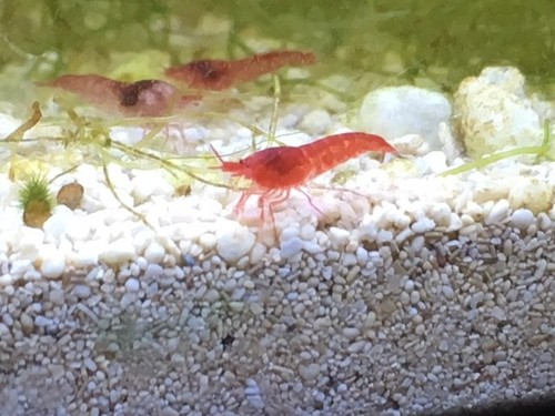 10 Hawaiian Red Shrimp Opae Ula Halocaridina Rubra Complete Set up ...