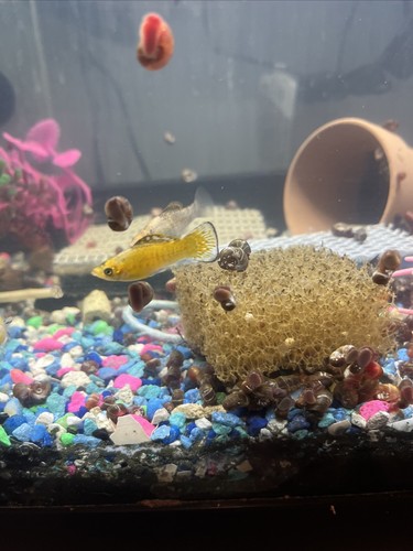 1 Male Sail-fin Live Molly Aquarium Fish Pond Tropical Gold Marbled ...