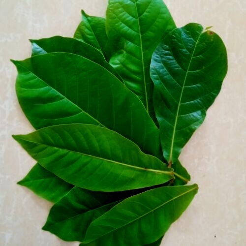 Leaves Catappa Dried Kottamba Ceylon Terminalia Natural Kottan Almond ...