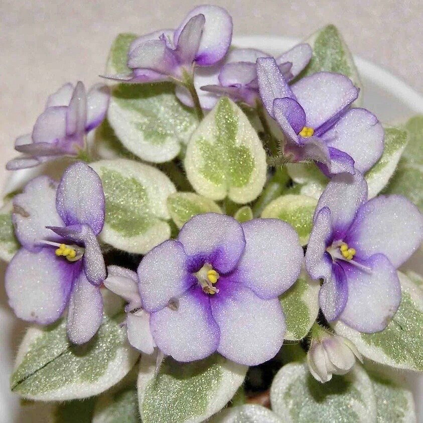 Mixed Miniature Variegated African Violet Seeds ~ Indoor Plant ~ House ...