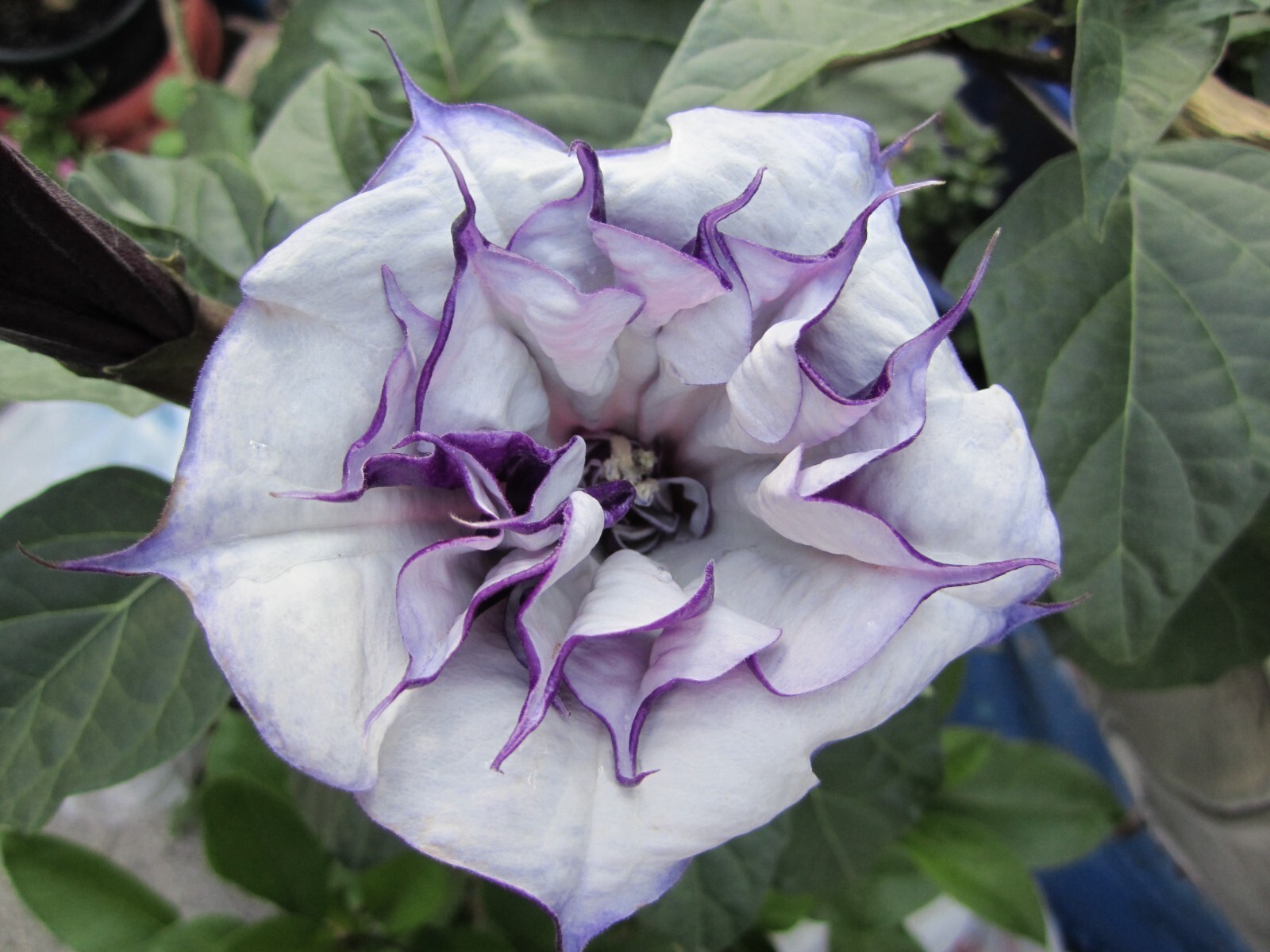 Double Purple Angel Trumpet Datura/ Brugmansia Cousin Fragrant - seeds ...