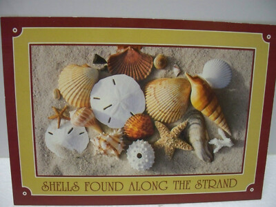 Vintage Postcard Shells Grand Strand Beaches South Carolina | eBay