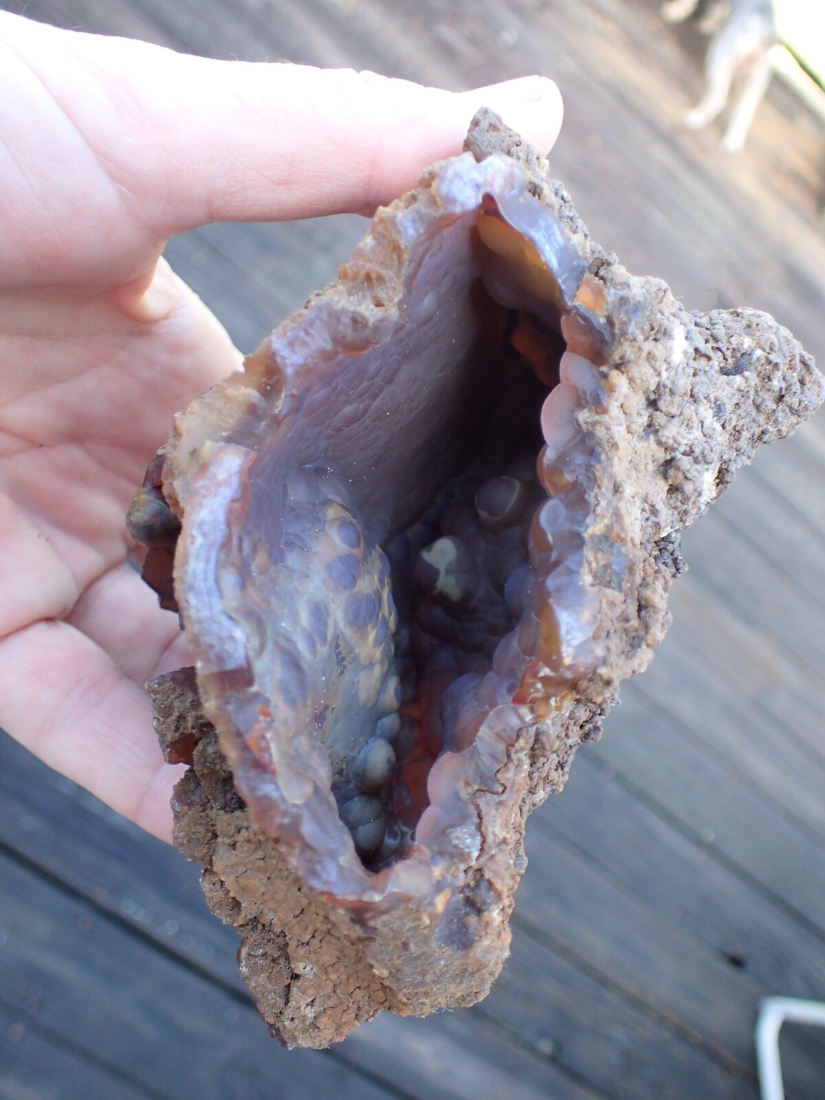 Botryoidal Fossil Coral Geode Georgia Agate Amber Specimen Collection ...