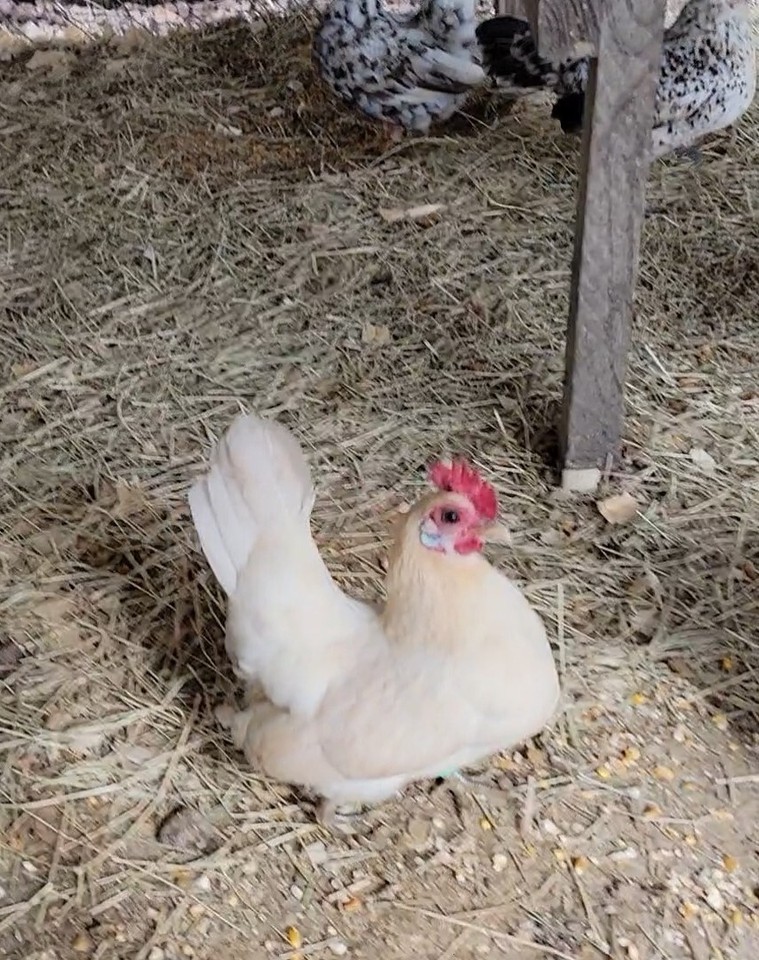 7+2 Serama Bantam Hatching Eggs 4-H Kikiriki Teacup Chicken | eBay