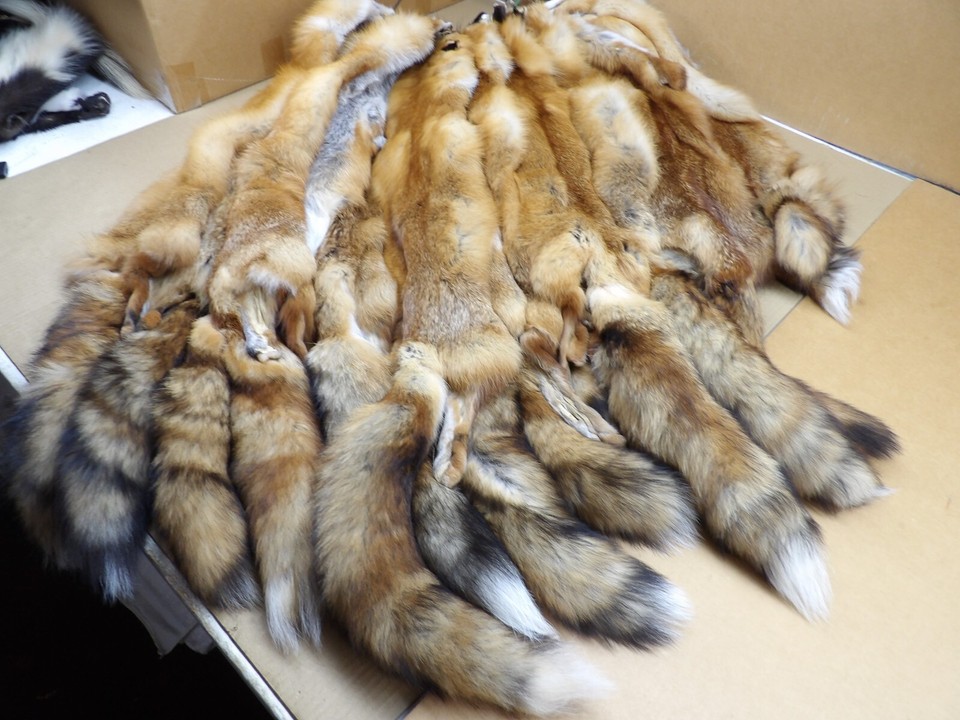 Tanned Red Fox Hides/Furs/Trapping/Taxidermy/Crafts/Freshly tanned/USA ...