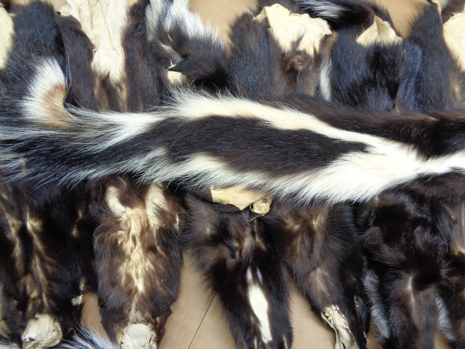 Professionally Tanned Medium #2 striped skunk hide/fur/gag gift/prank ...