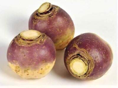 Swede American Purple Top 150+ seeds - Vegetable by Life-Force Seeds ...