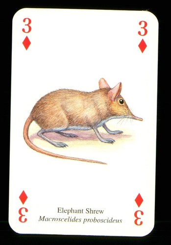 1 x playing card animal Elephant Shrew 3 of Diamonds ZU 20 | eBay
