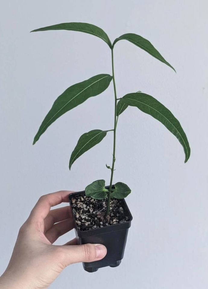 Bonsai Tree Starter Seedling Live Caudex Plant Baobab Boab Bottle Tree ...