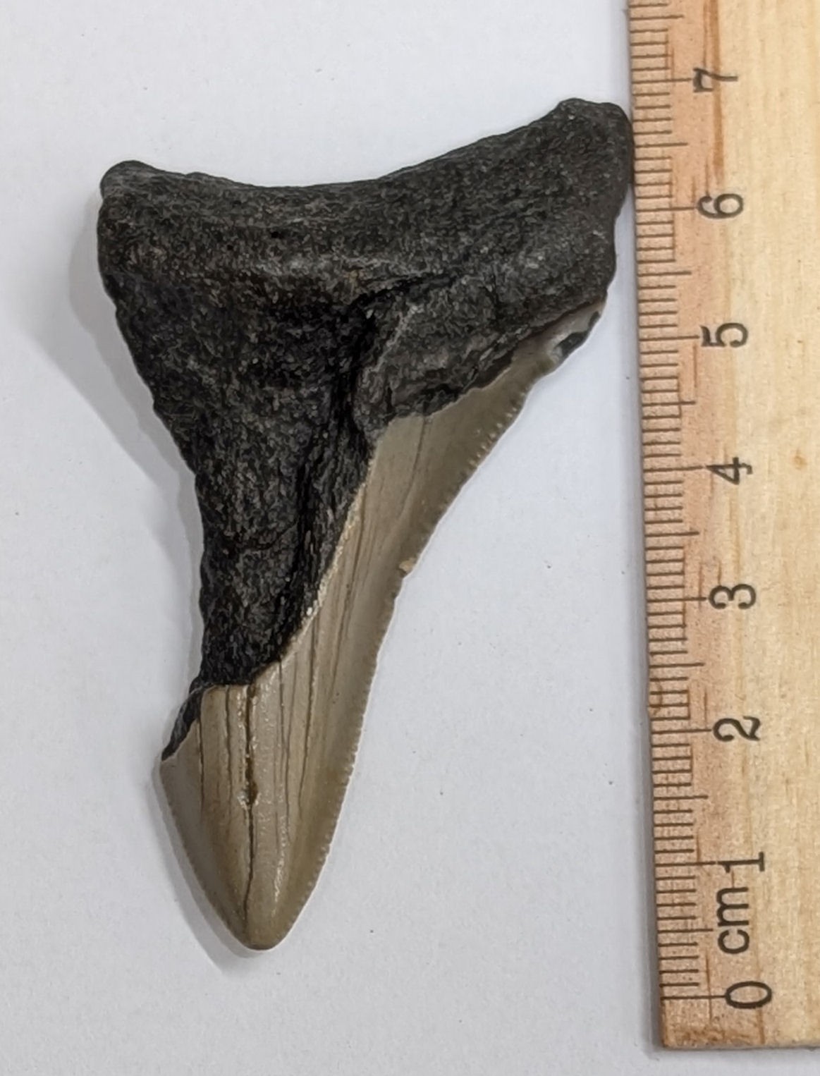 Fossil MEGALODON Shark Tooth (#Z606 ) | eBay