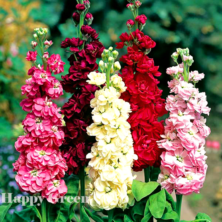 Flowering Stock Matthiola Incana
