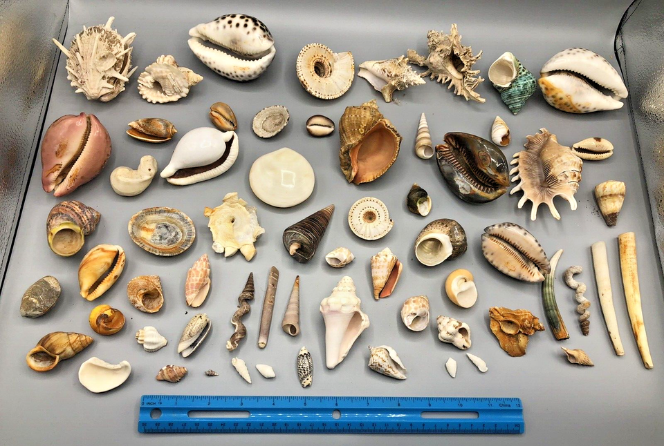 Ocean Sea Shell Lot Medium & Small Volute Spider Speckled Conch ...