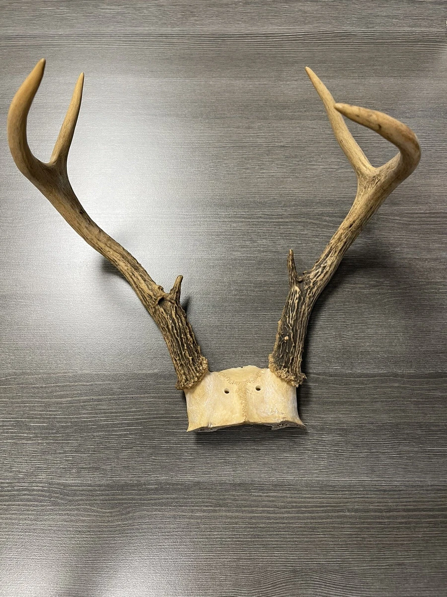 Whitetail Deer Antler