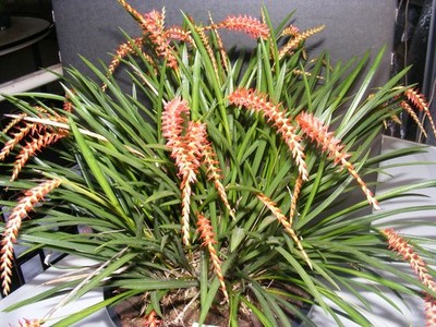 Orchid species - Dendrochilum wenzelii - Philippines | eBay Australia