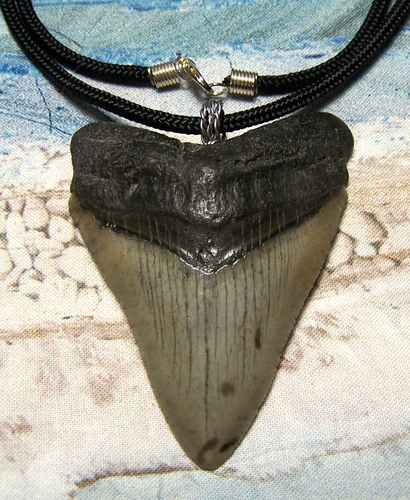 MEGALODON shark tooth necklace 2 7/8" fossil jaw sharks teeth pendant ...