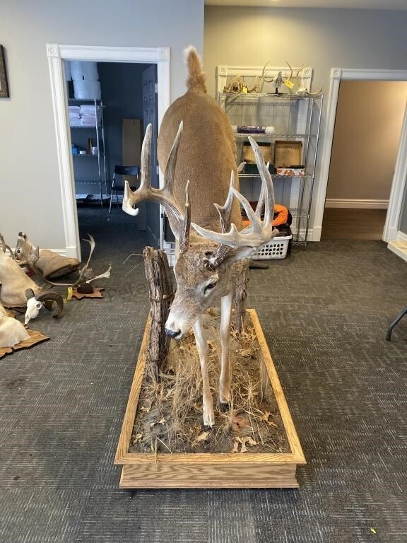 Full Body Whitetail Deer Mount | eBay