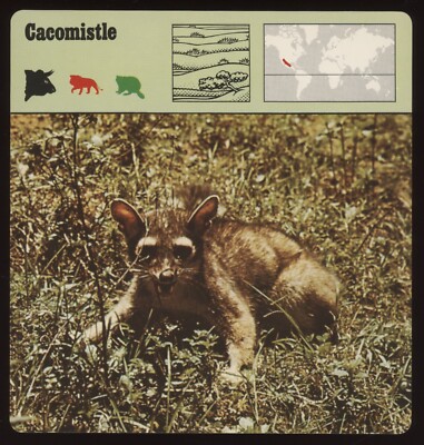 Cacomistle Safari Cards Rencontre Mammals | eBay